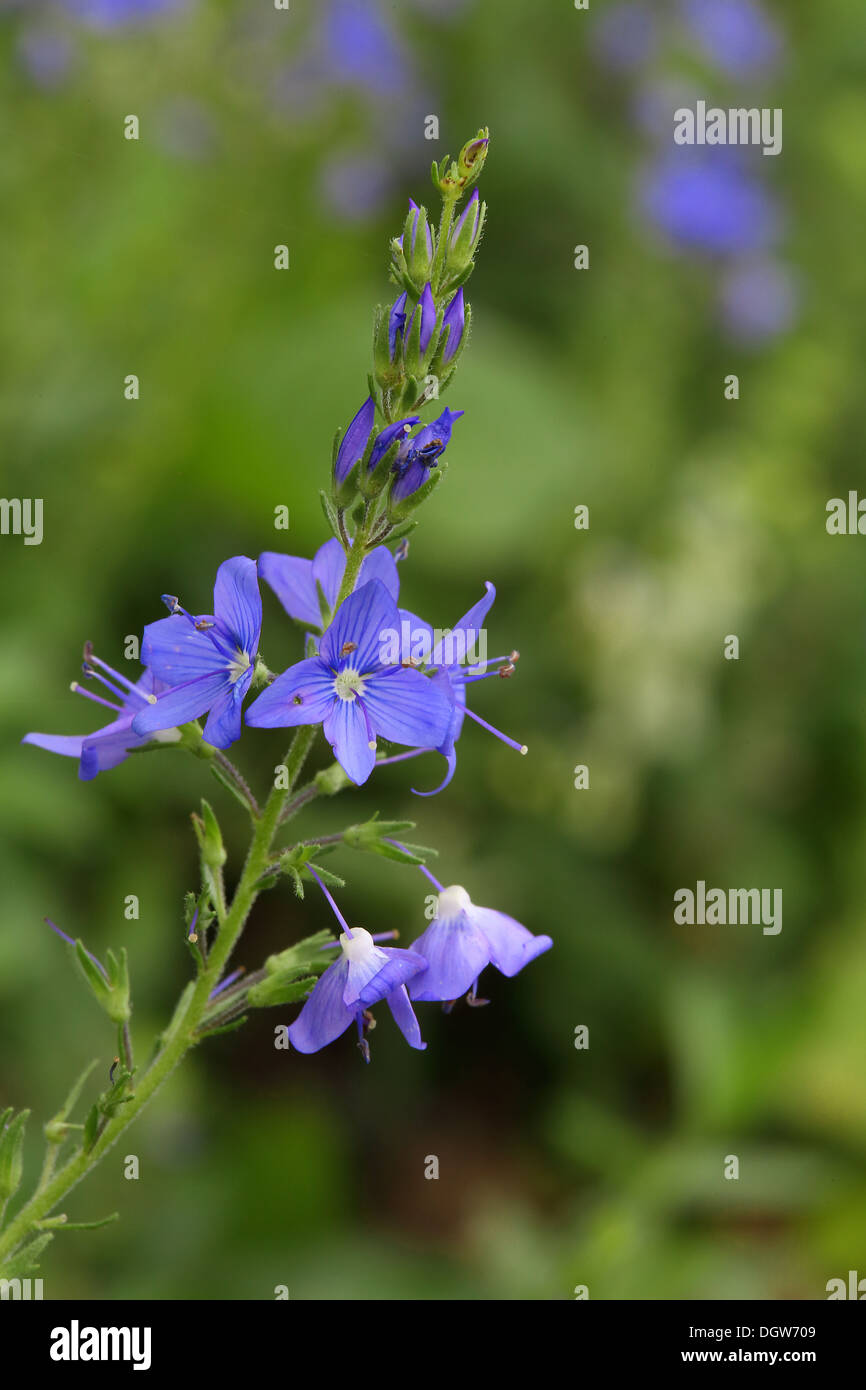 Veronica teucrium, Large Speedwell Stock Photo - Alamy