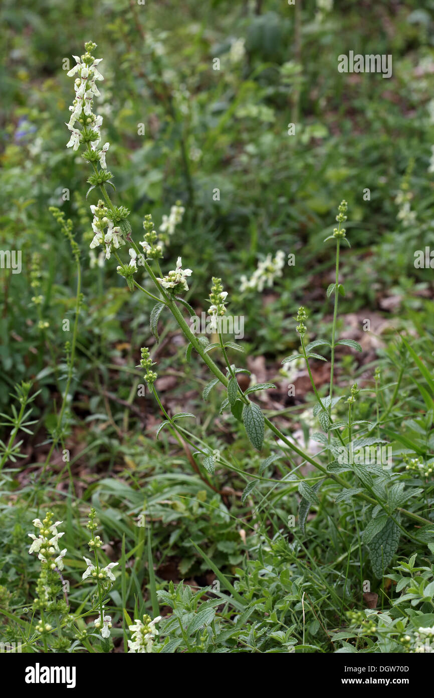 Recta h hi-res stock photography and images - Alamy