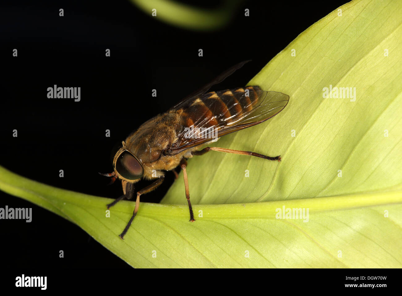Tabanus sudeticus, Dark Giant Horse-fly Stock Photo - Alamy