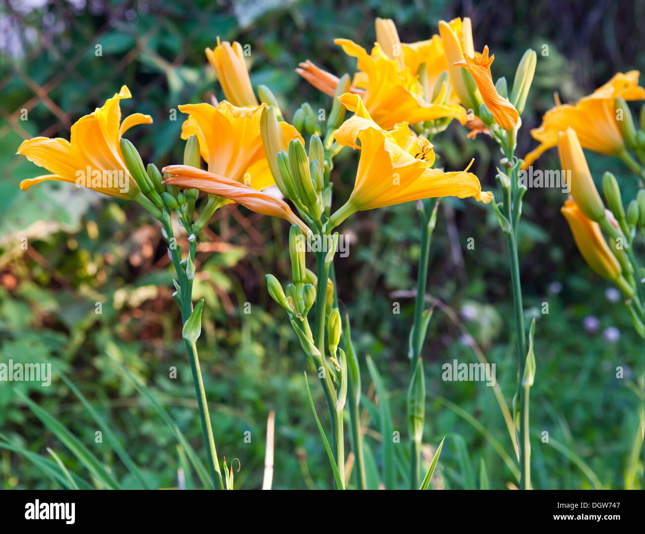 Lilies yellow hi-res stock photography and images - Alamy