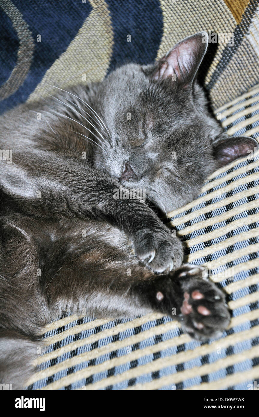 Russian Blue cat sleeping on sofa Stock Photo - Alamy