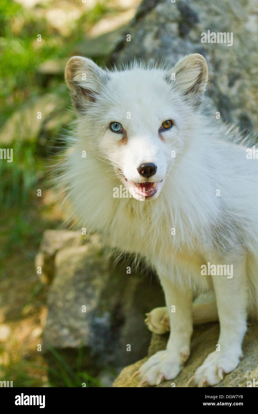 Arctic Fox (Alopex lagopus Stock Photo - Alamy