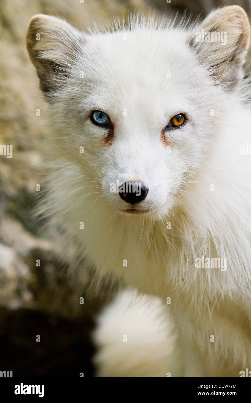 Arctic Fox (Alopex lagopus Stock Photo - Alamy