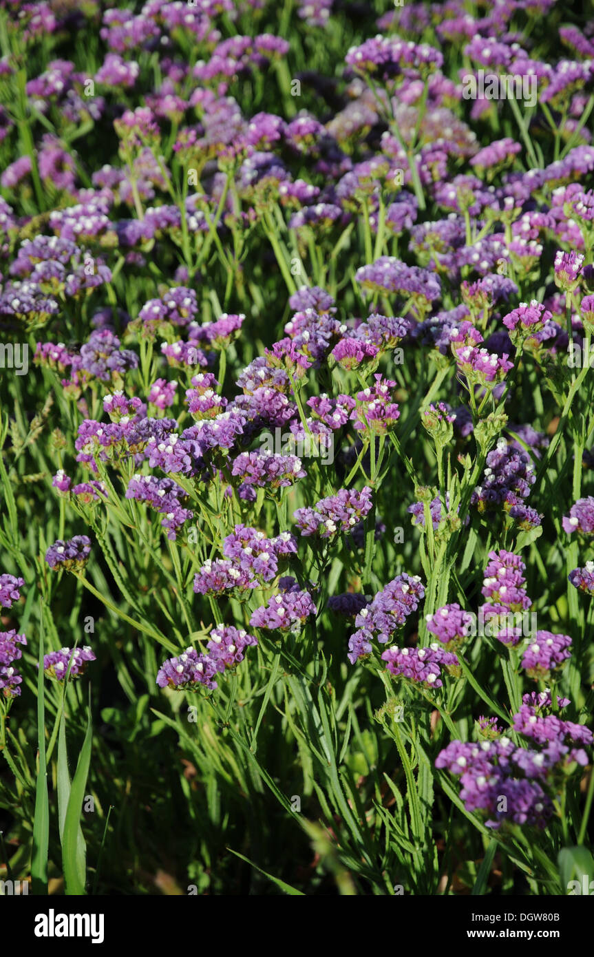 Limonium Latifolium Sea Lavender High Resolution Stock Photography and ...