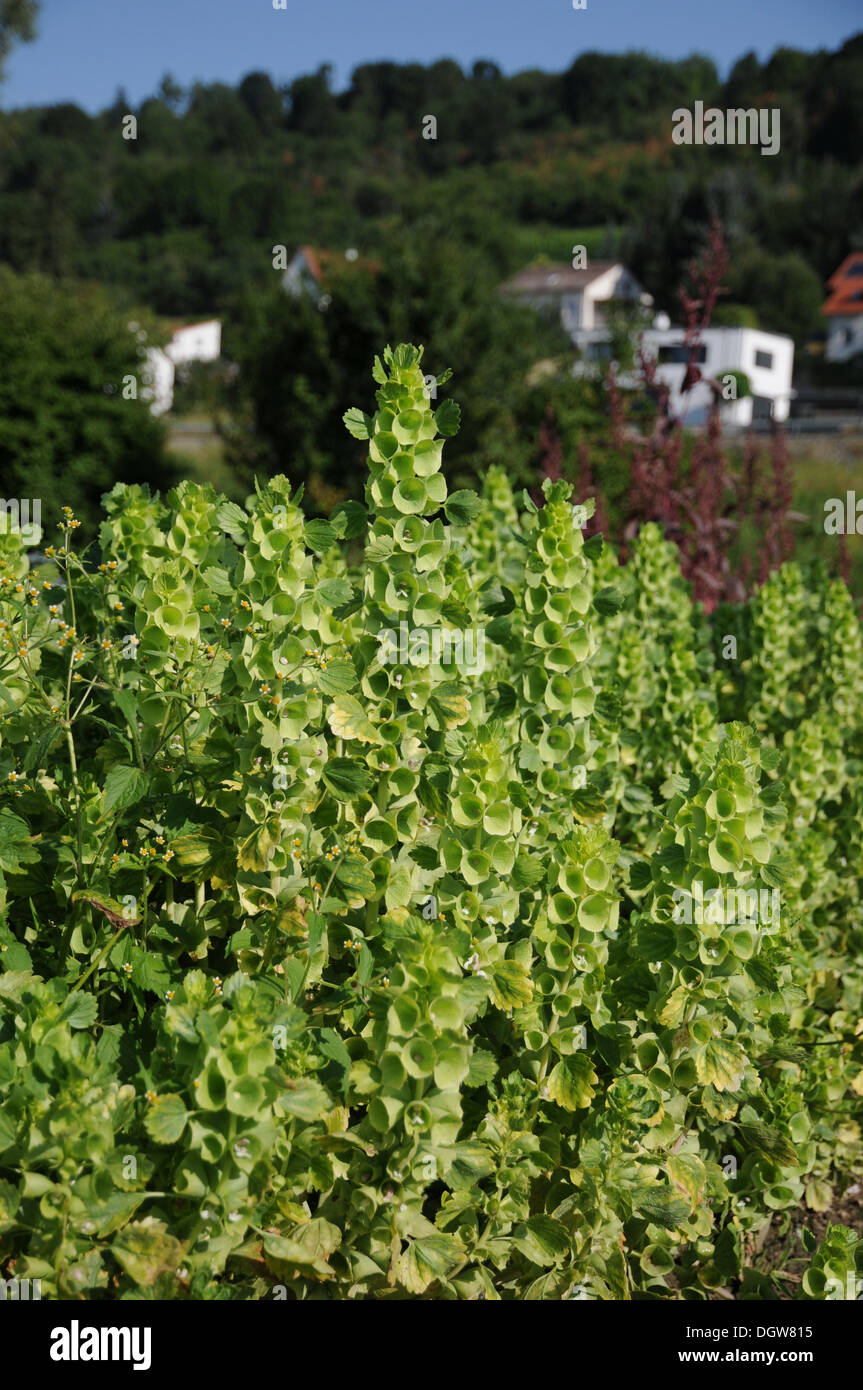 Moluccella laevis flower hi-res stock photography and images - Alamy