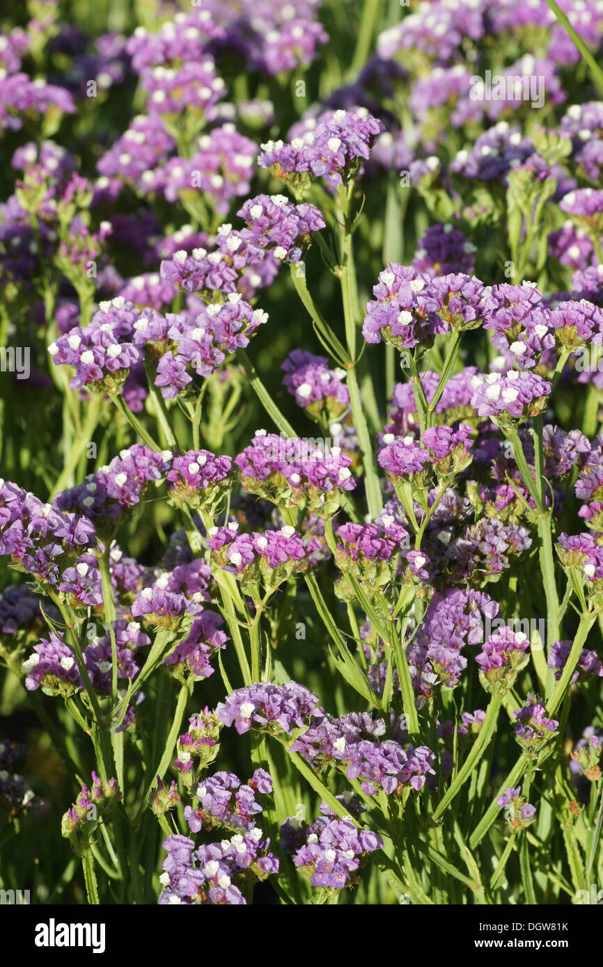 Limonium latifolium sea lavender hi-res stock photography and images ...