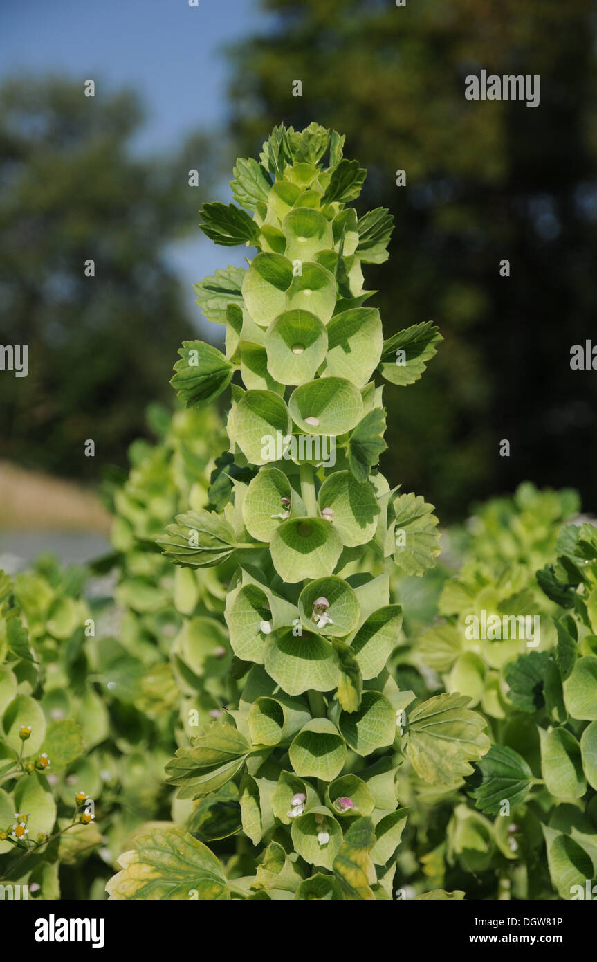 Moluccella laevis hi-res stock photography and images - Alamy