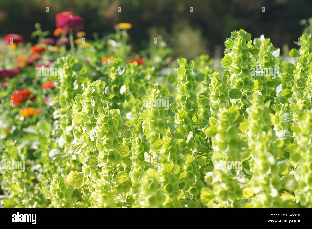 Shellflower hi-res stock photography and images - Alamy