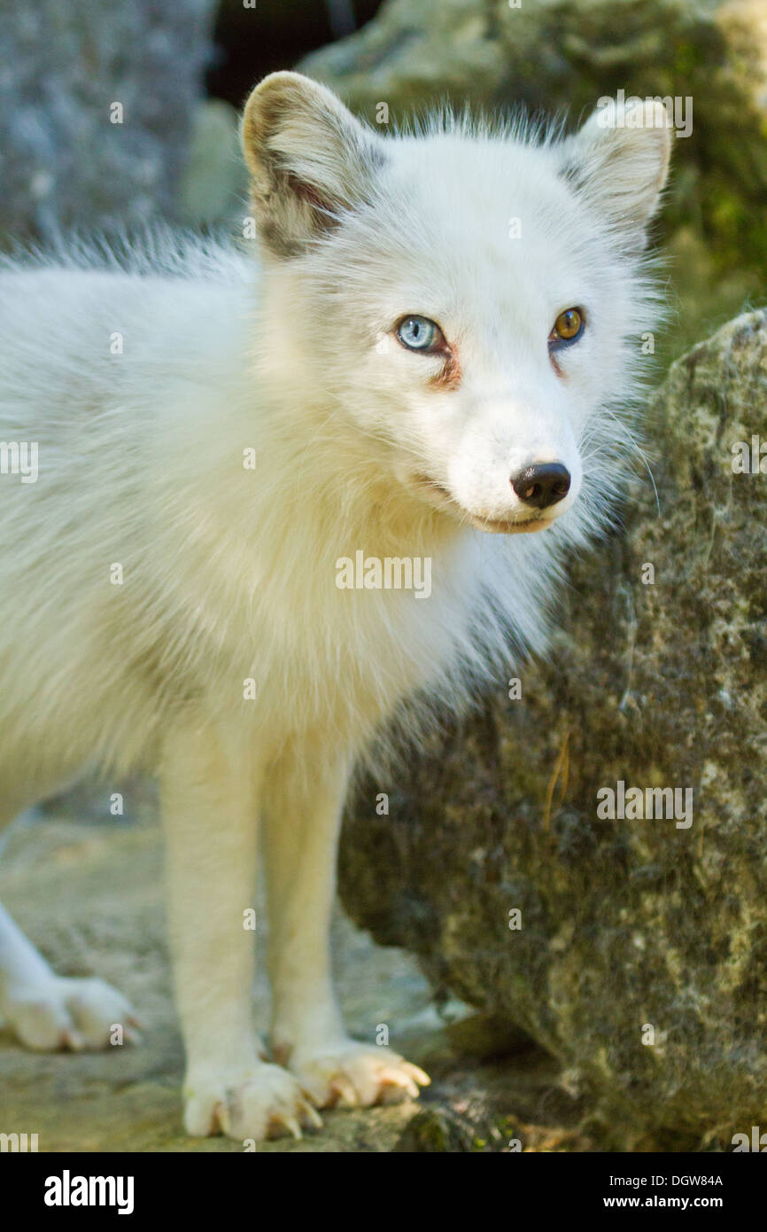 Arctic Fox (Alopex lagopus Stock Photo - Alamy
