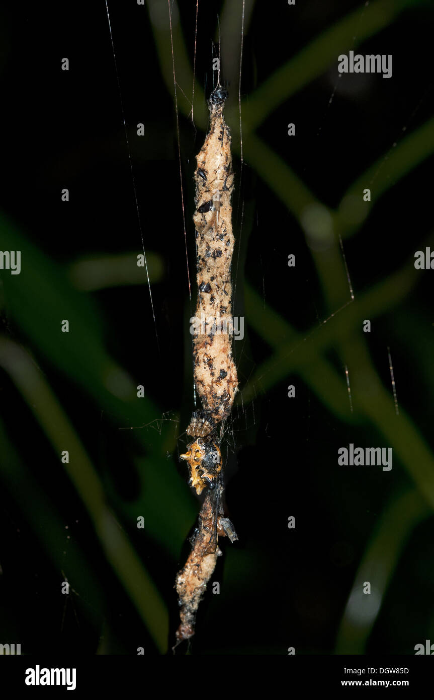 Spider at night photo hi-res stock photography and images - Alamy