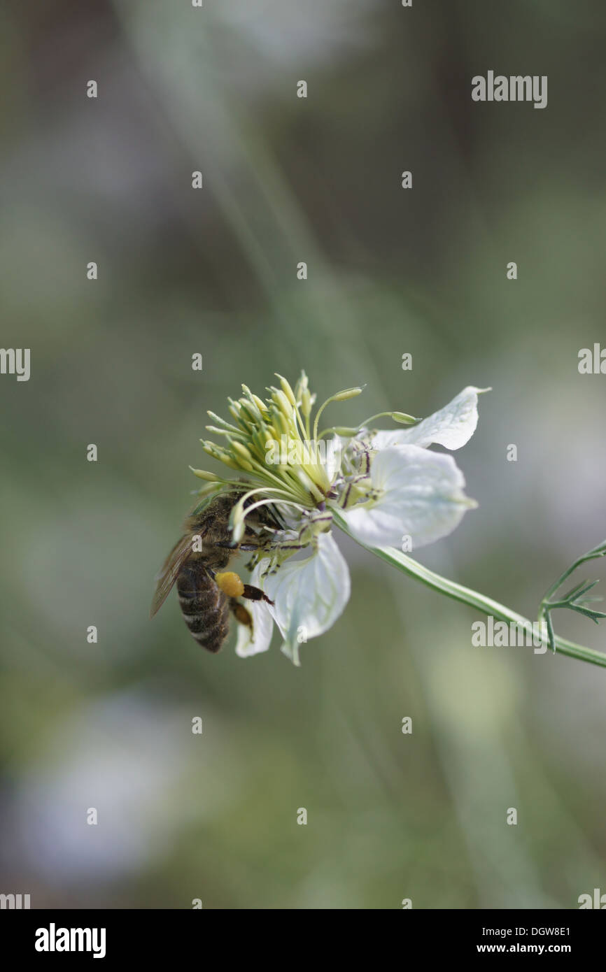 Biene im feld hi-res stock photography and images - Alamy