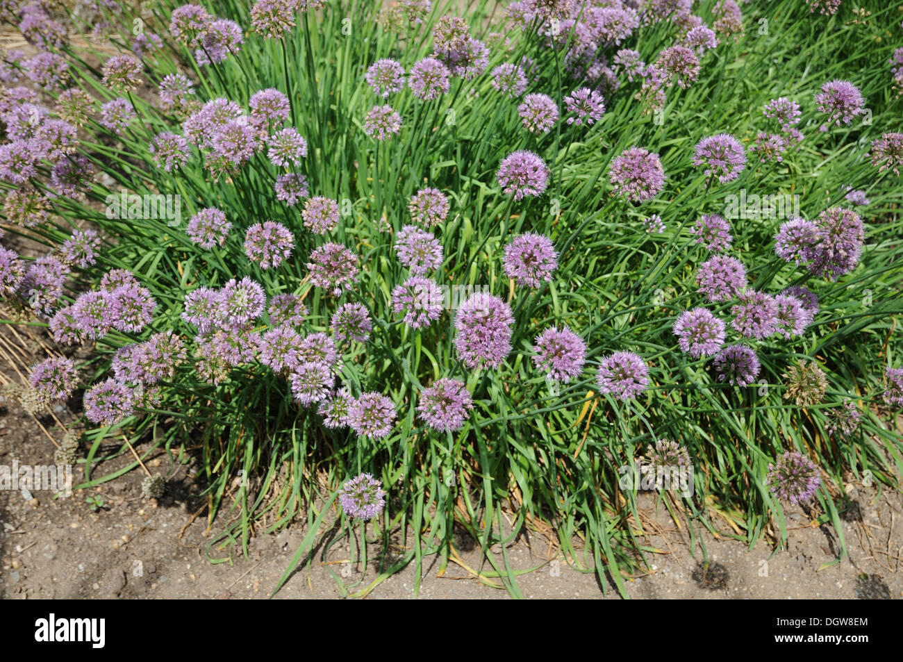 Allium atroviolaceum hi-res stock photography and images - Alamy