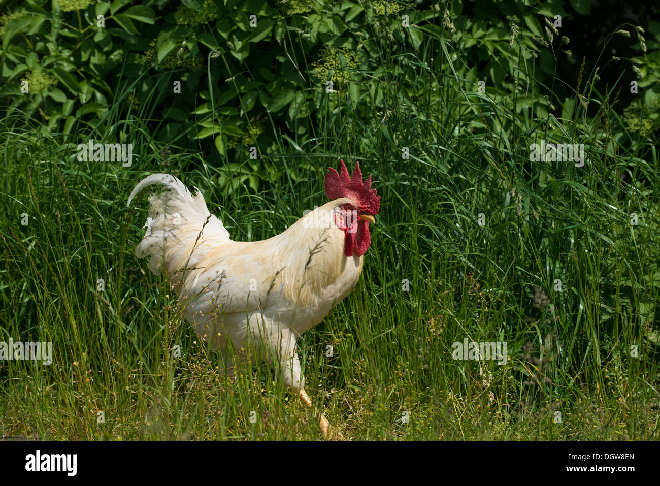 Rooster chickens on green grass hi-res stock photography and images - Alamy