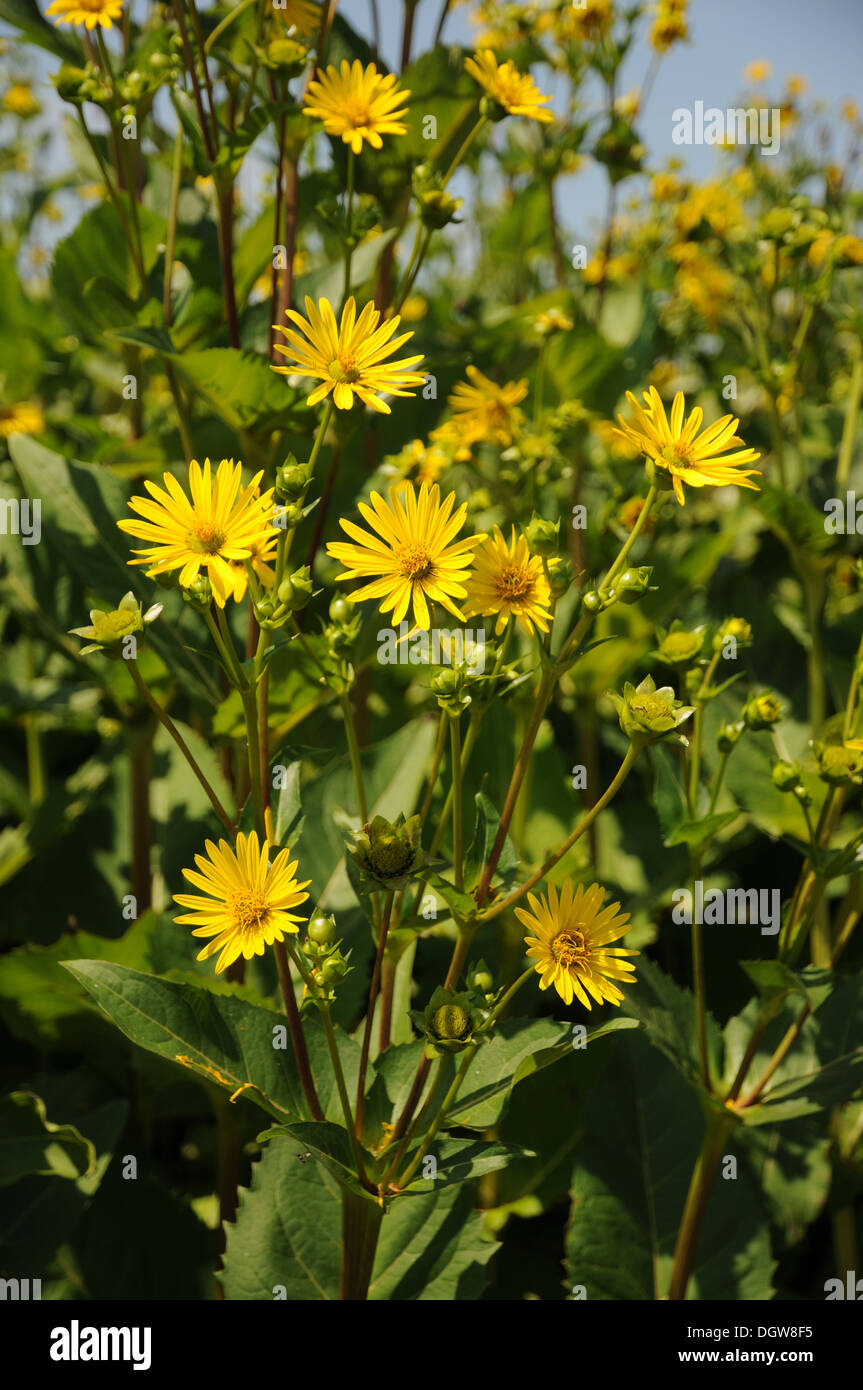 Cup plant silphium perfoliatum hi-res stock photography and images - Alamy