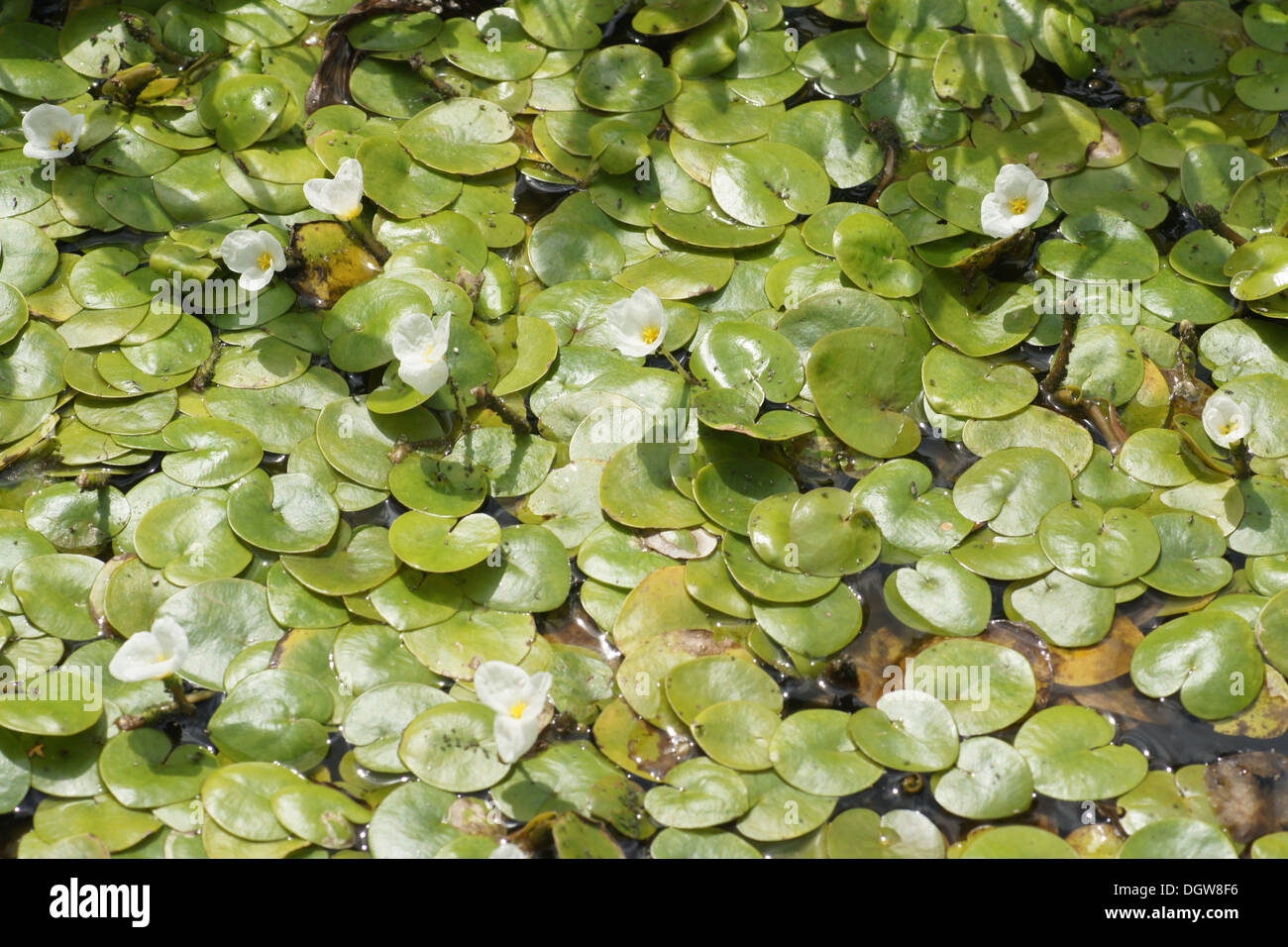 Frogbit hi-res stock photography and images - Alamy
