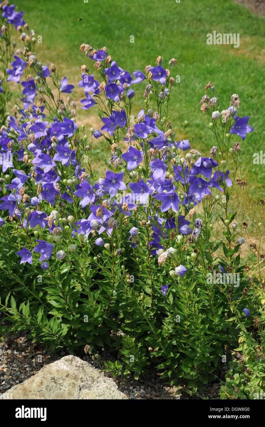 Common balloon flower hi-res stock photography and images - Alamy