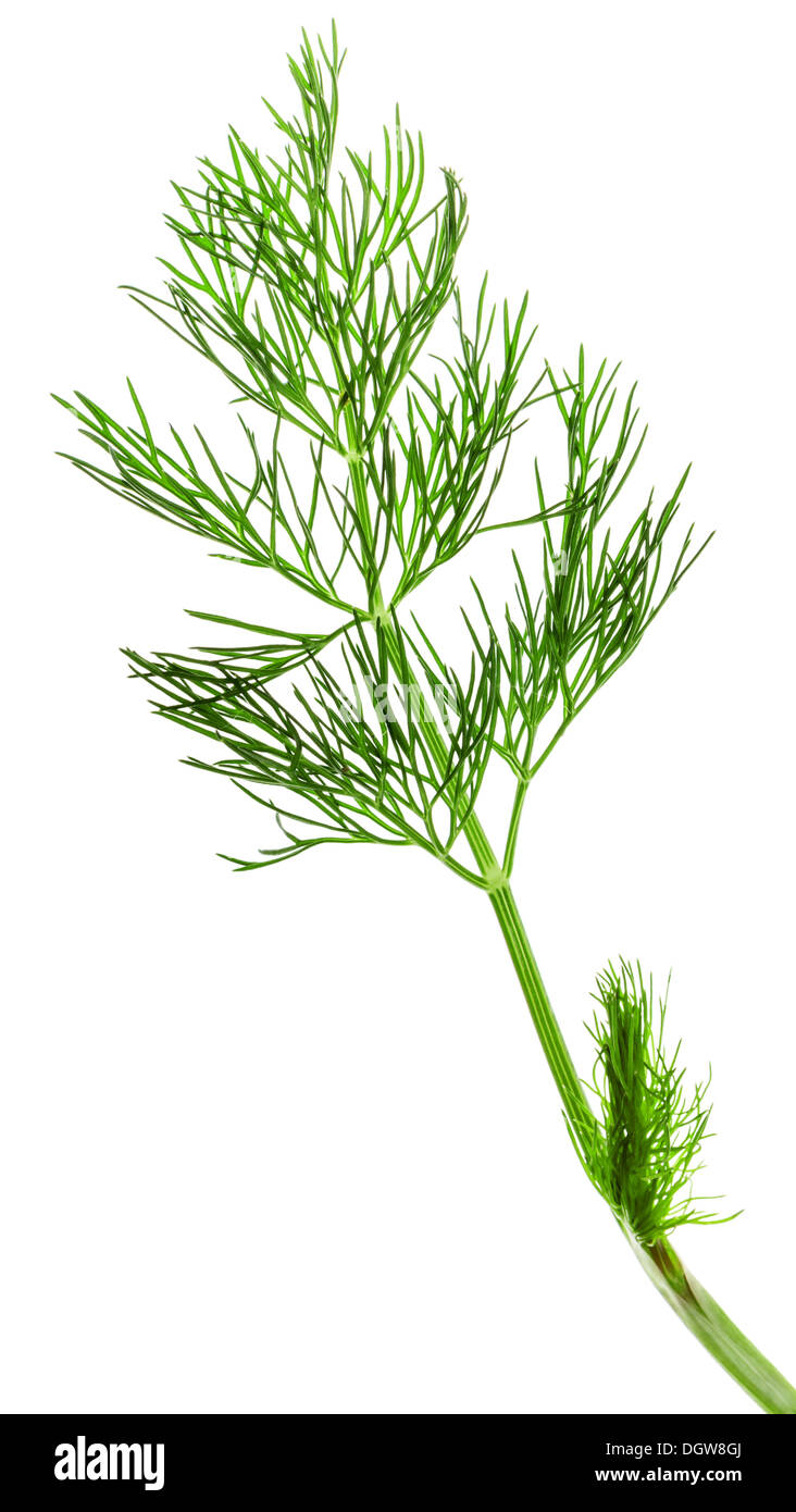 Dill fresh hi-res stock photography and images - Alamy
