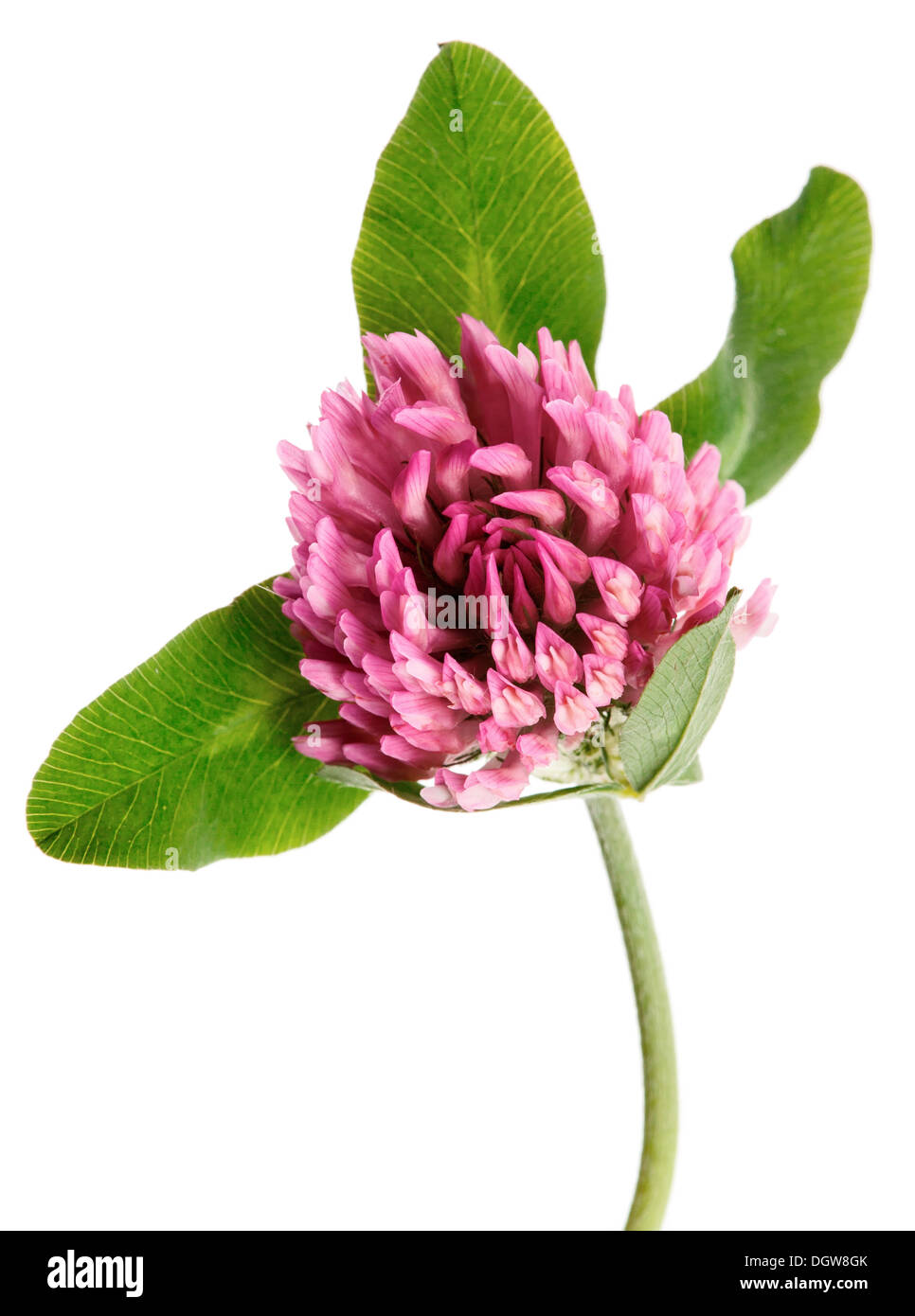 Clover leaf flower head hi-res stock photography and images - Alamy