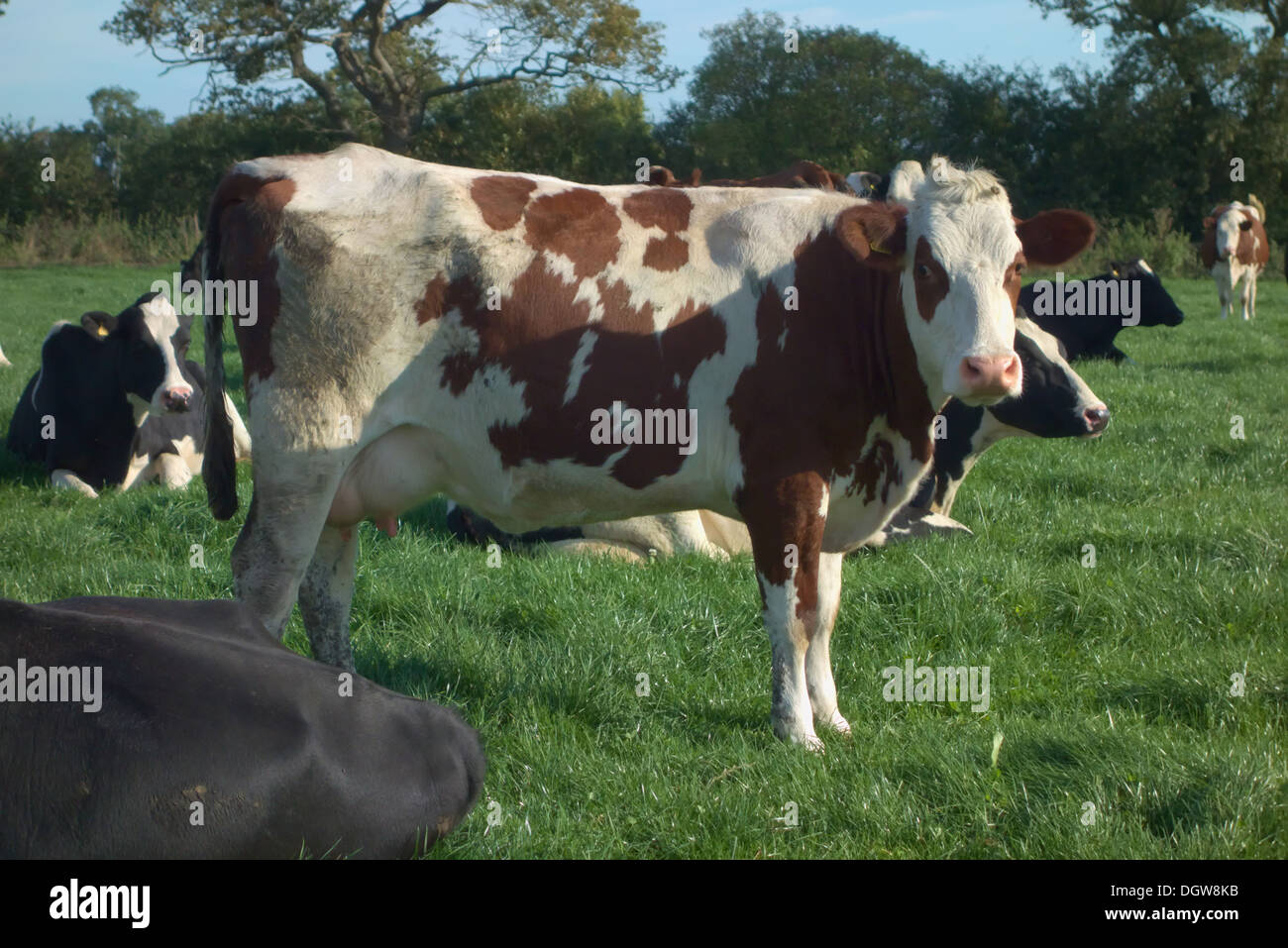 Montbeliarde cross and Red Swedish cross animals Stock Photo - Alamy