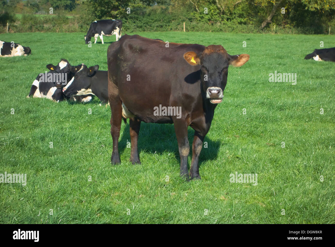 Brown swiss cow autumn hi-res stock photography and images - Alamy