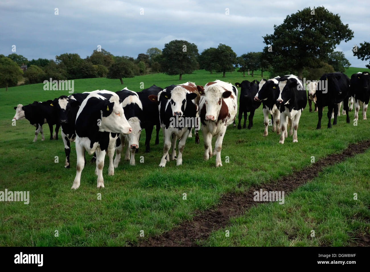 Montbeliarde cross red swedish cross hi-res stock photography and ...