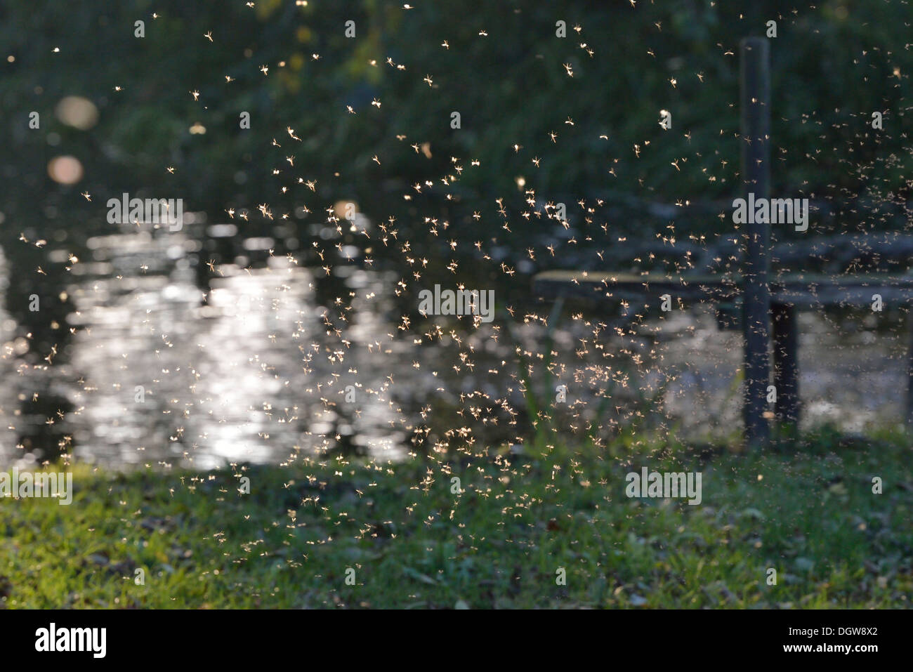 Flying insects swarming over river Nybroån Stock Photo - Alamy