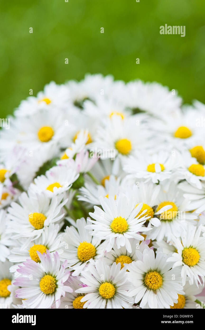 Daisies in flower pot Stock Photo - Alamy