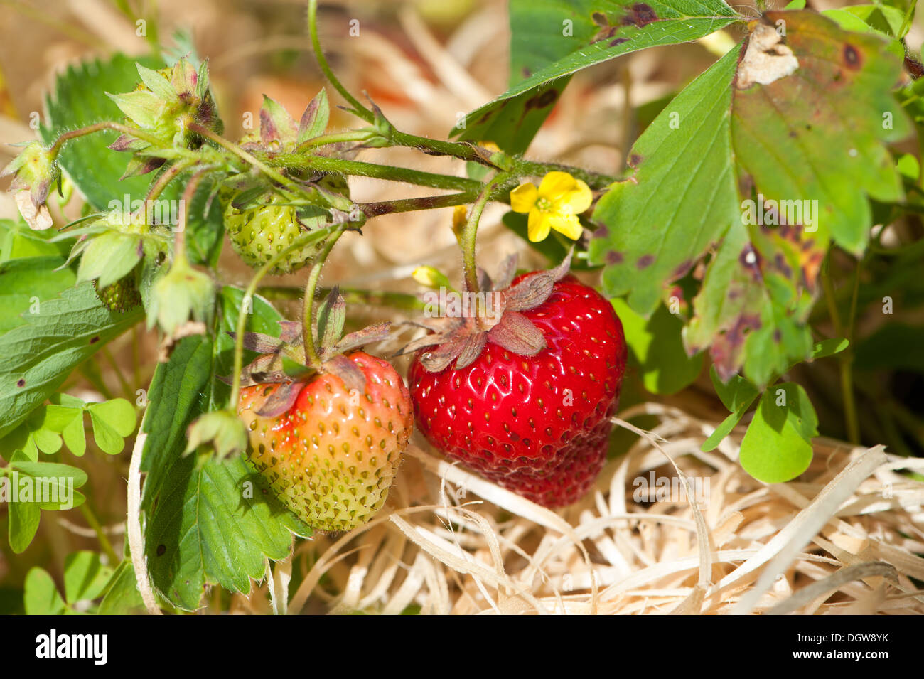 Strawberry plant with straw Stock Photo - Alamy