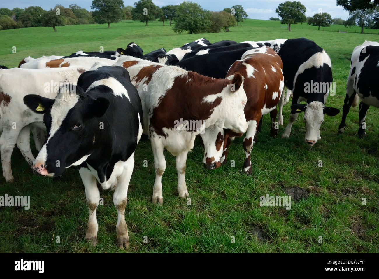 Montbeliarde cross and Red Swedish cross animals Stock Photo - Alamy