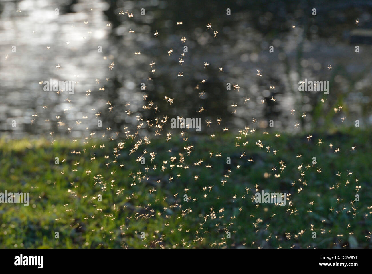 Swarming insect hi-res stock photography and images - Alamy