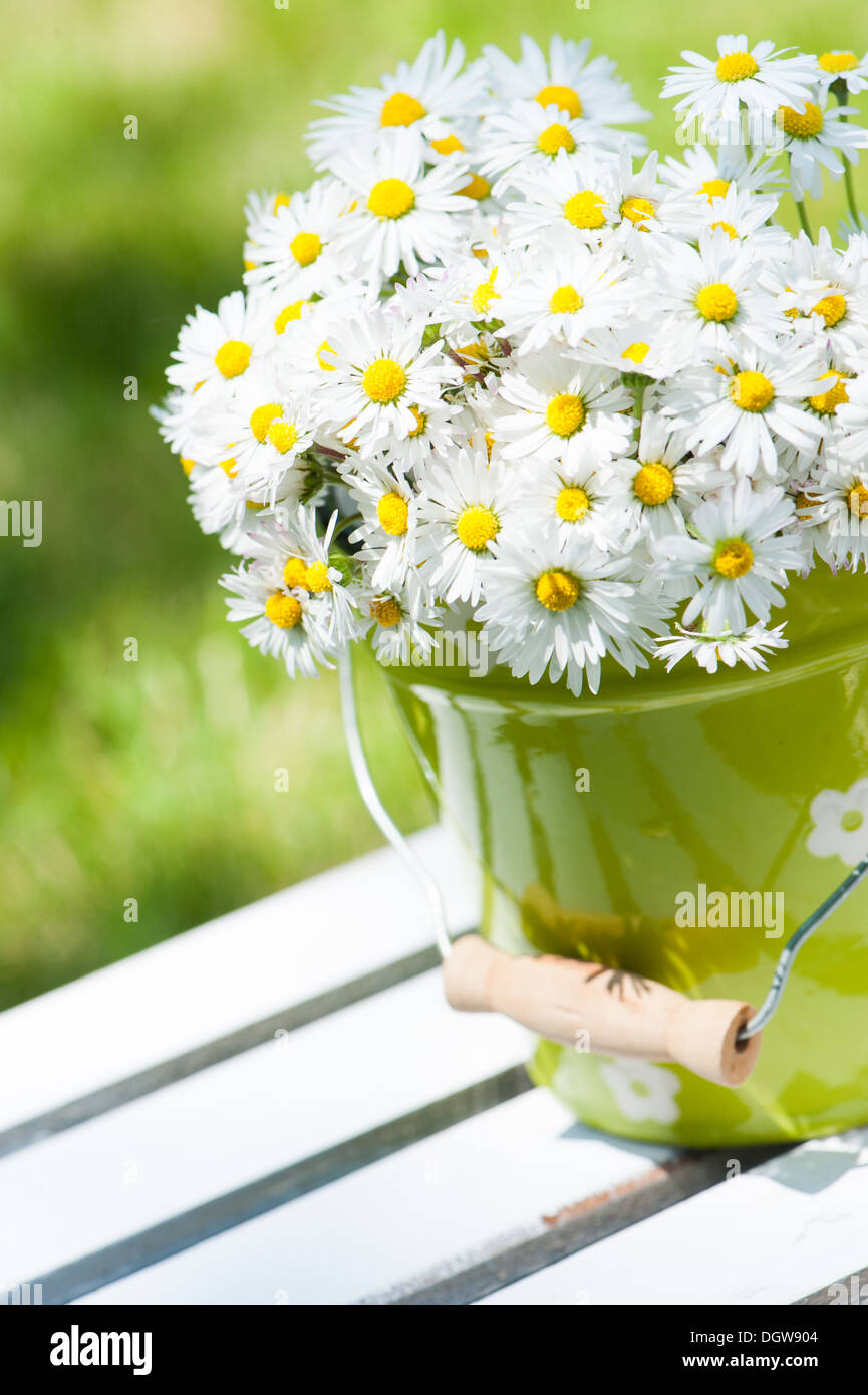 Daisies in flower pot Stock Photo - Alamy