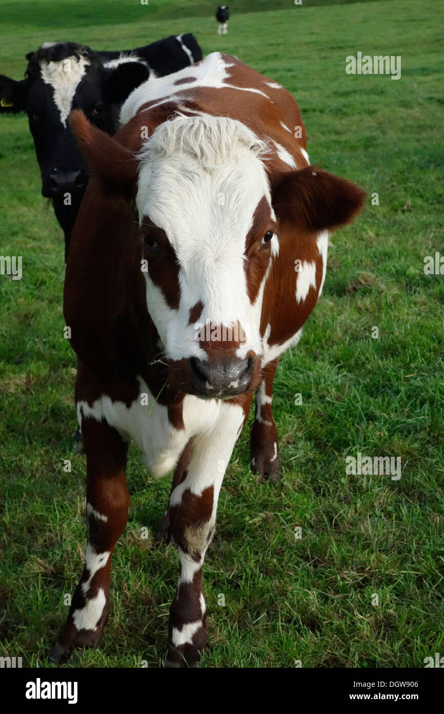 Montbeliarde cross and Red Swedish cross animals Stock Photo - Alamy
