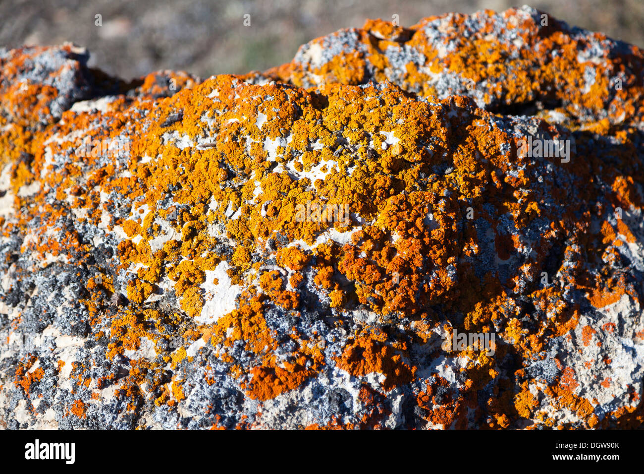 Lichen arctic hi-res stock photography and images - Alamy