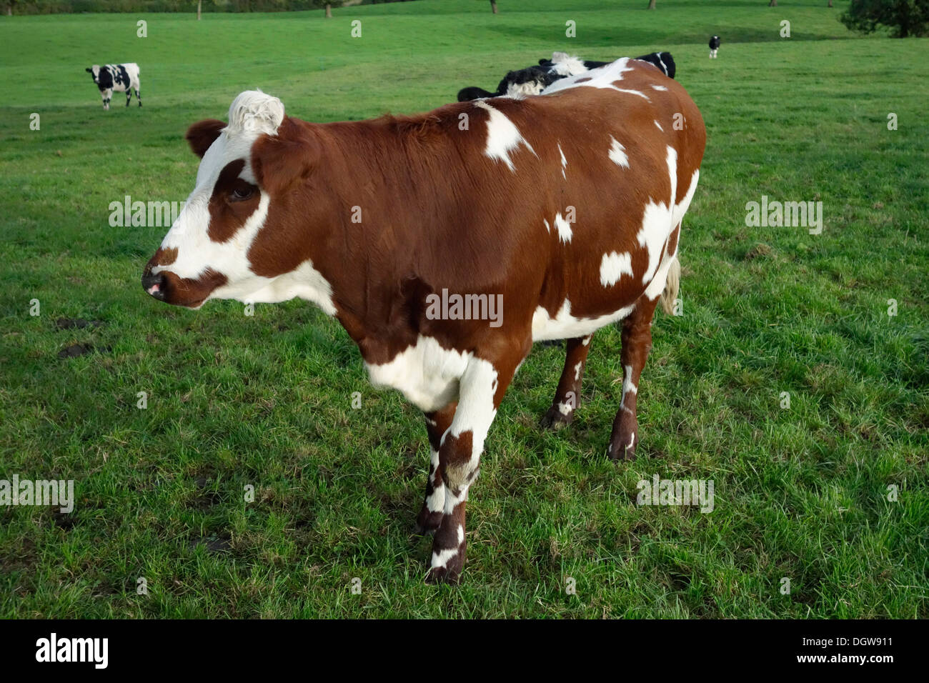 Montbeliarde cross and Red Swedish cross animals Stock Photo - Alamy