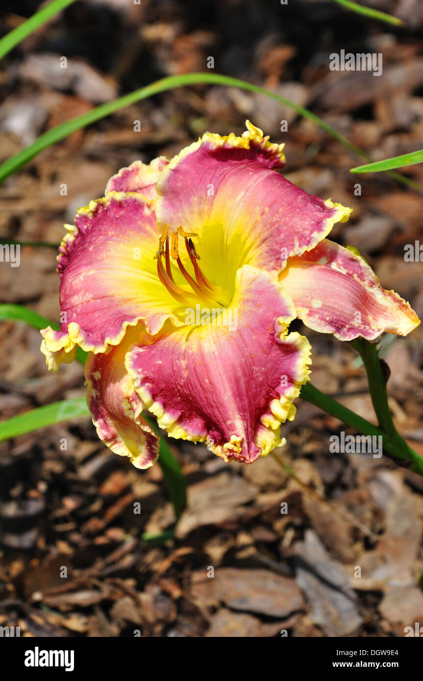 Iris red flower hi-res stock photography and images - Alamy