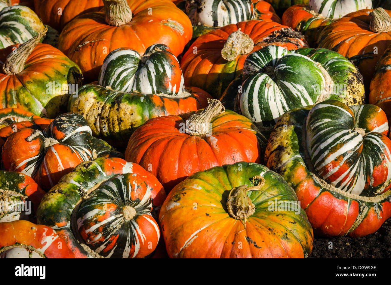 Pumpkin variety Turks Turban Stock Photo - Alamy