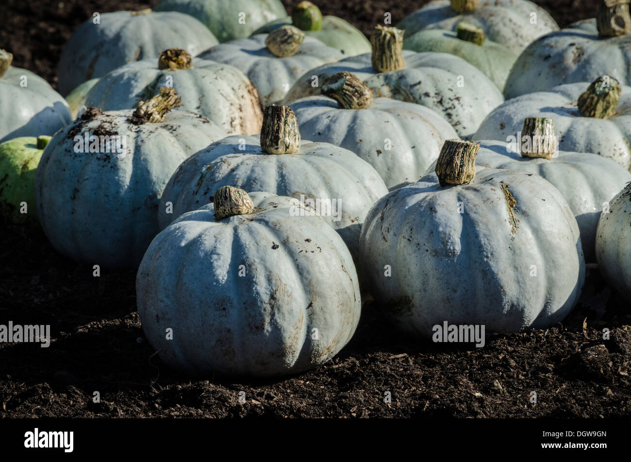 Pumpkin variety Crown Prince Stock Photo - Alamy