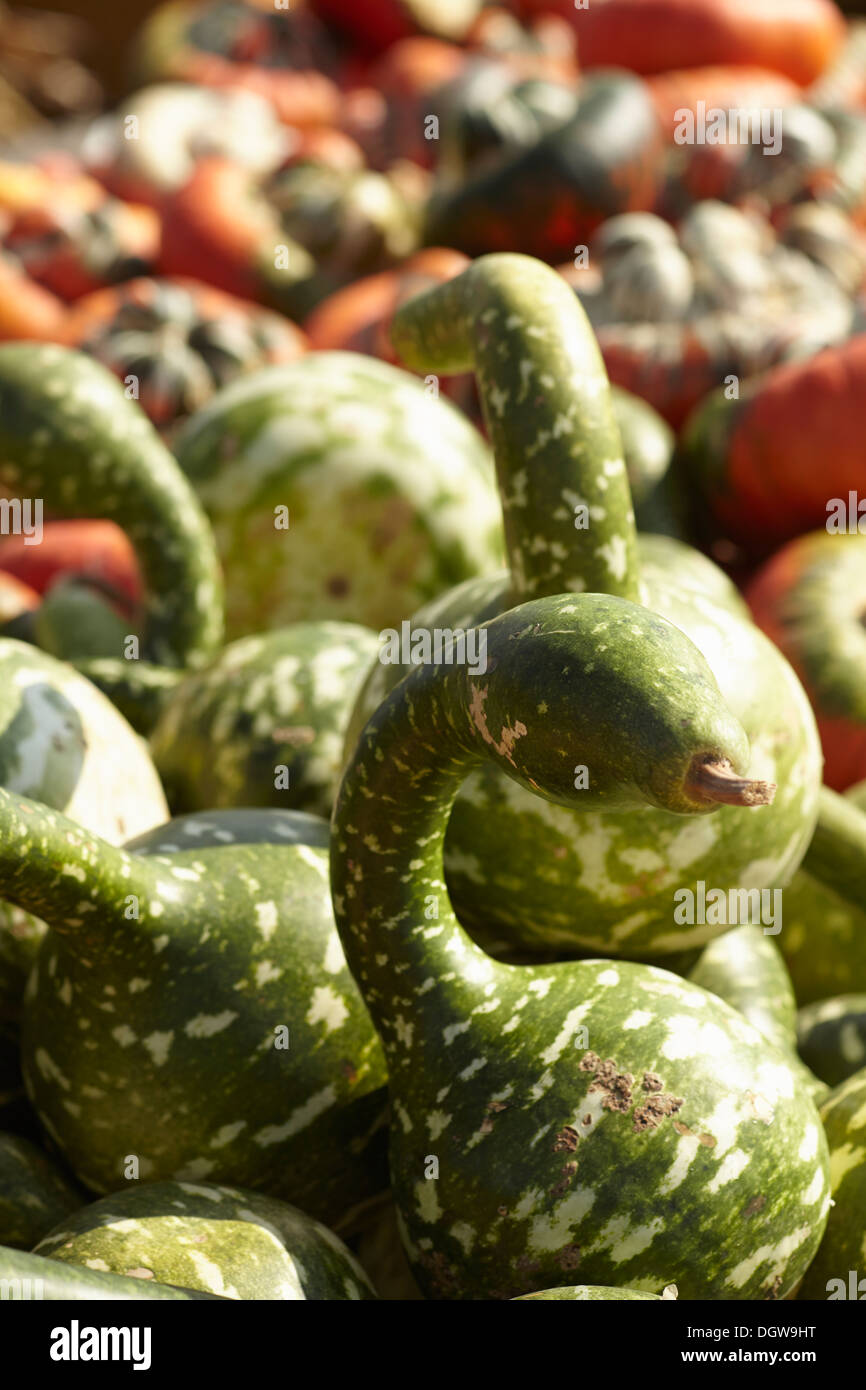 Gooseneck Outdoor High Resolution Stock Photography and Images - Alamy