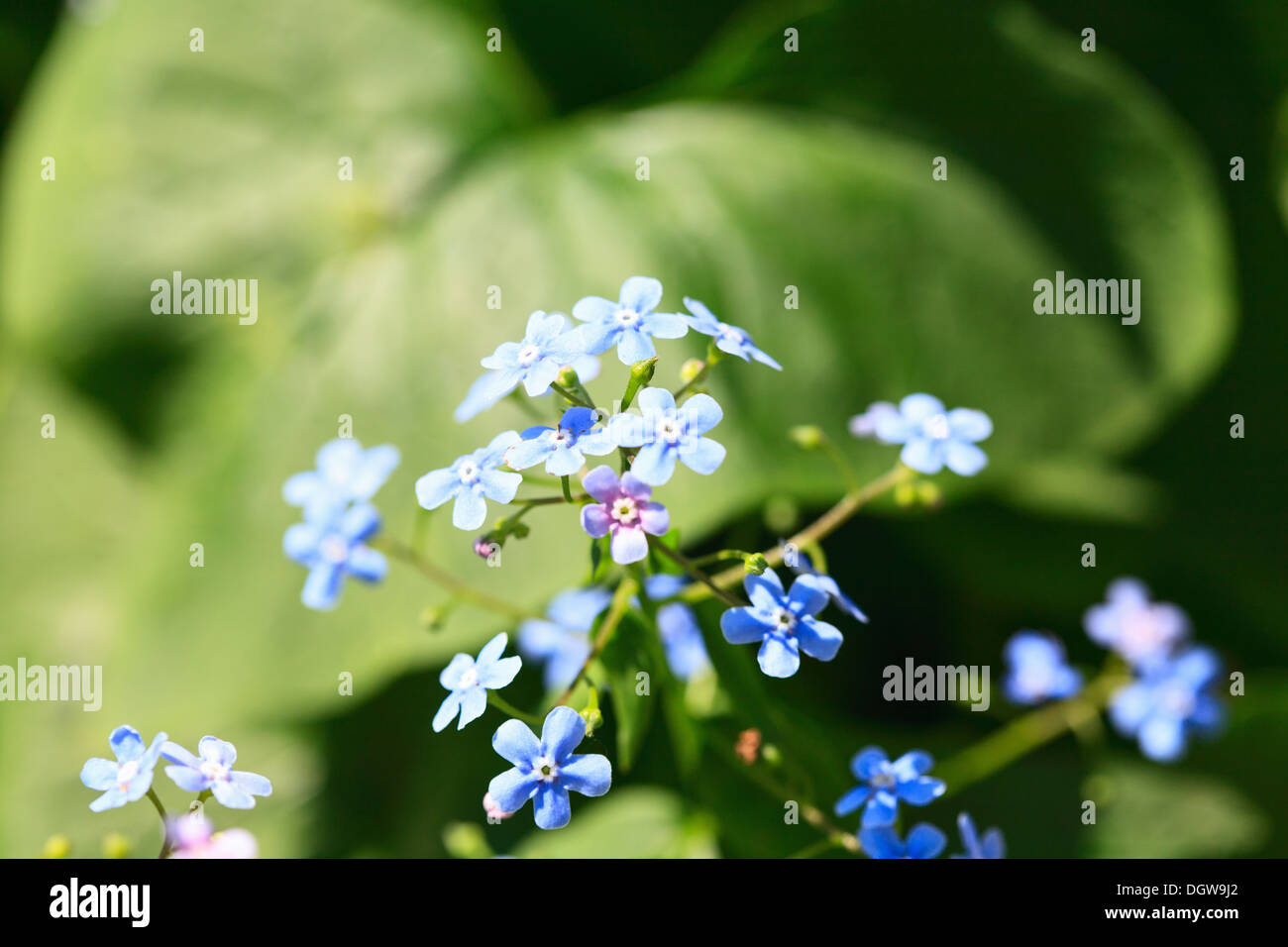 Forget-me-not close up Stock Photo - Alamy
