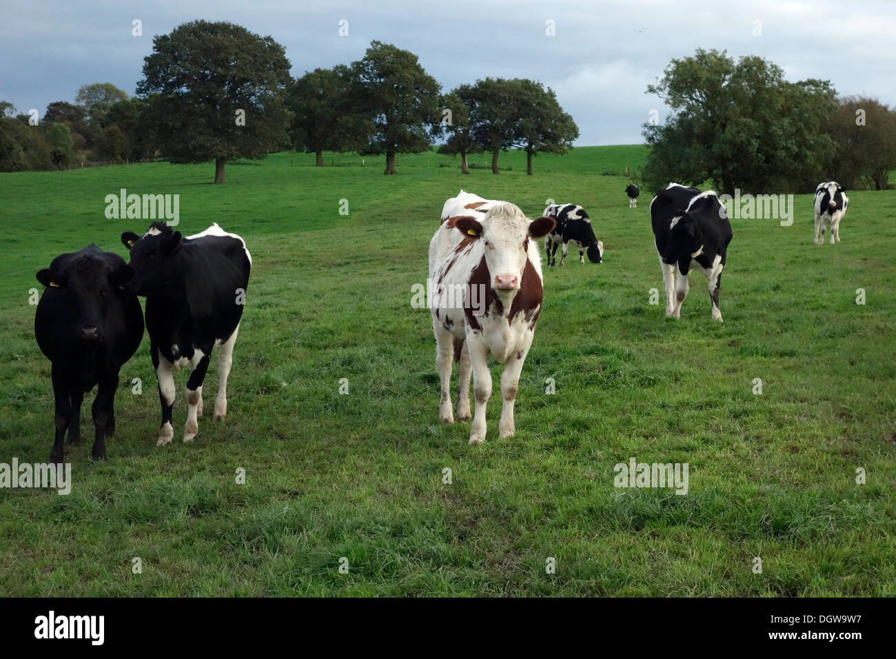 Montbeliarde cross and Red Swedish cross animals Stock Photo - Alamy