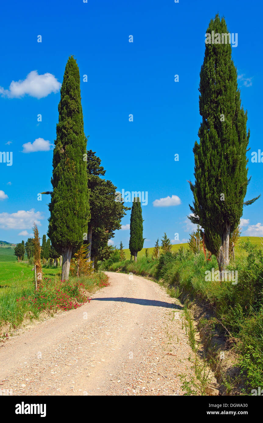 Val d'Orcia. Orcia Valley. Road, Fields and cypress trees. Tuscany ...