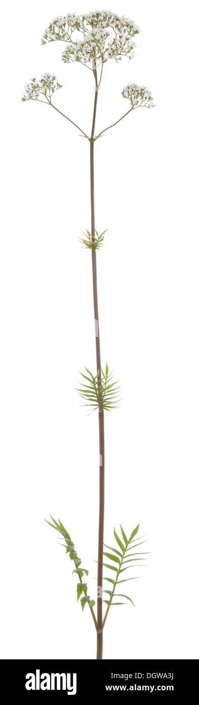 Valerian herb hi-res stock photography and images - Alamy