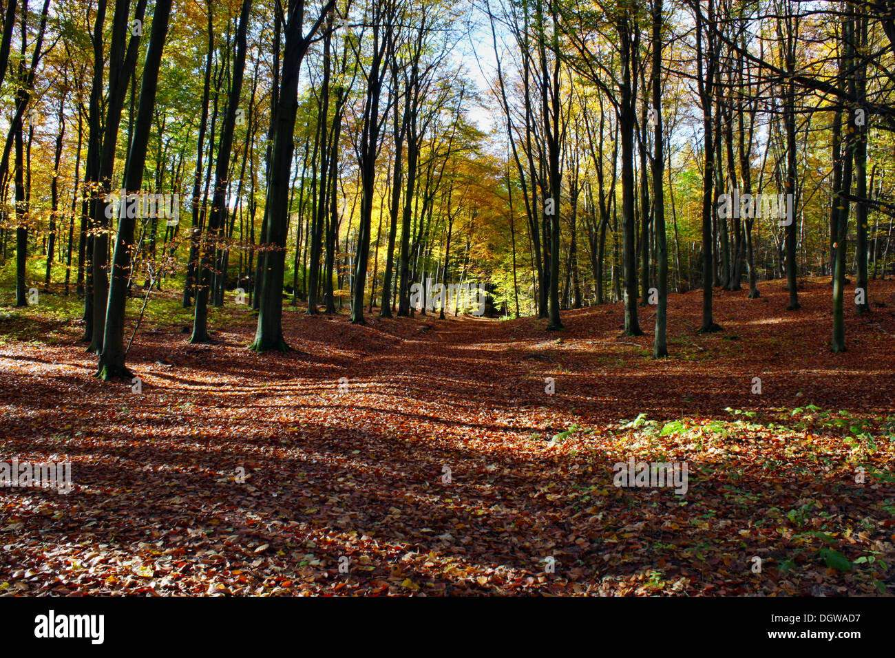 Colors of the forest in autumn Stock Photo - Alamy