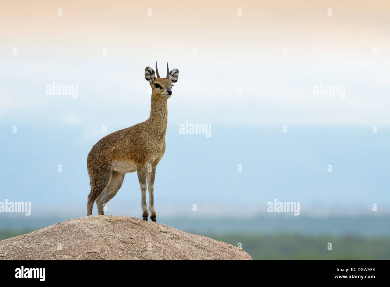 Masai klipspringer hi-res stock photography and images - Alamy