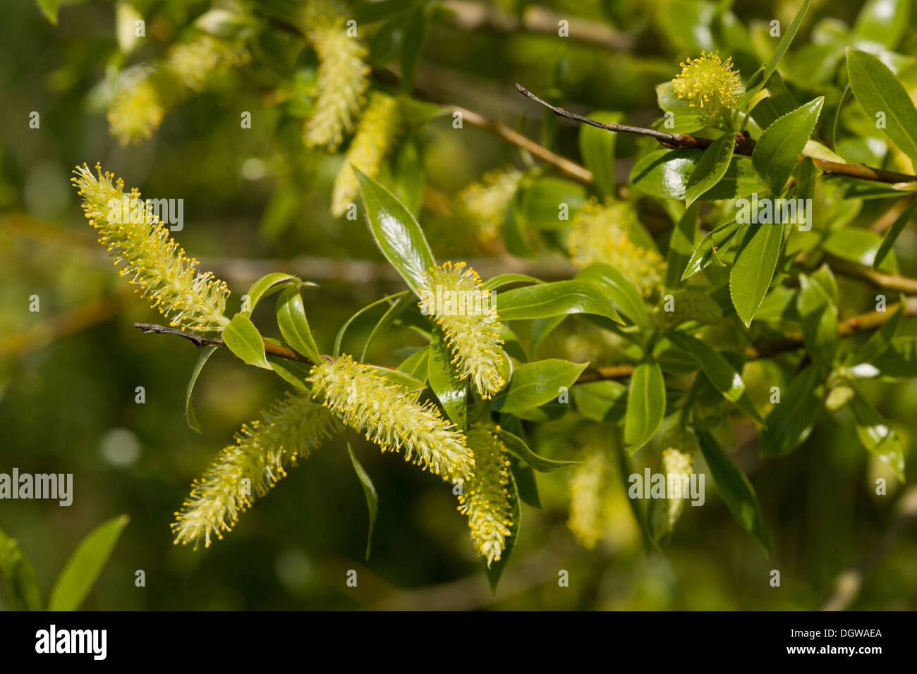 Crack willow salix fragilis hi-res stock photography and images - Alamy
