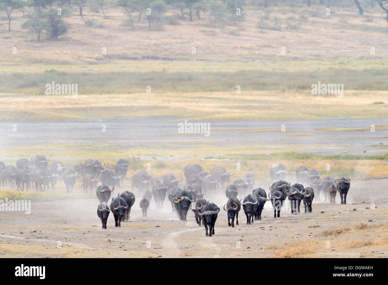 Buffalo migration hi-res stock photography and images - Alamy