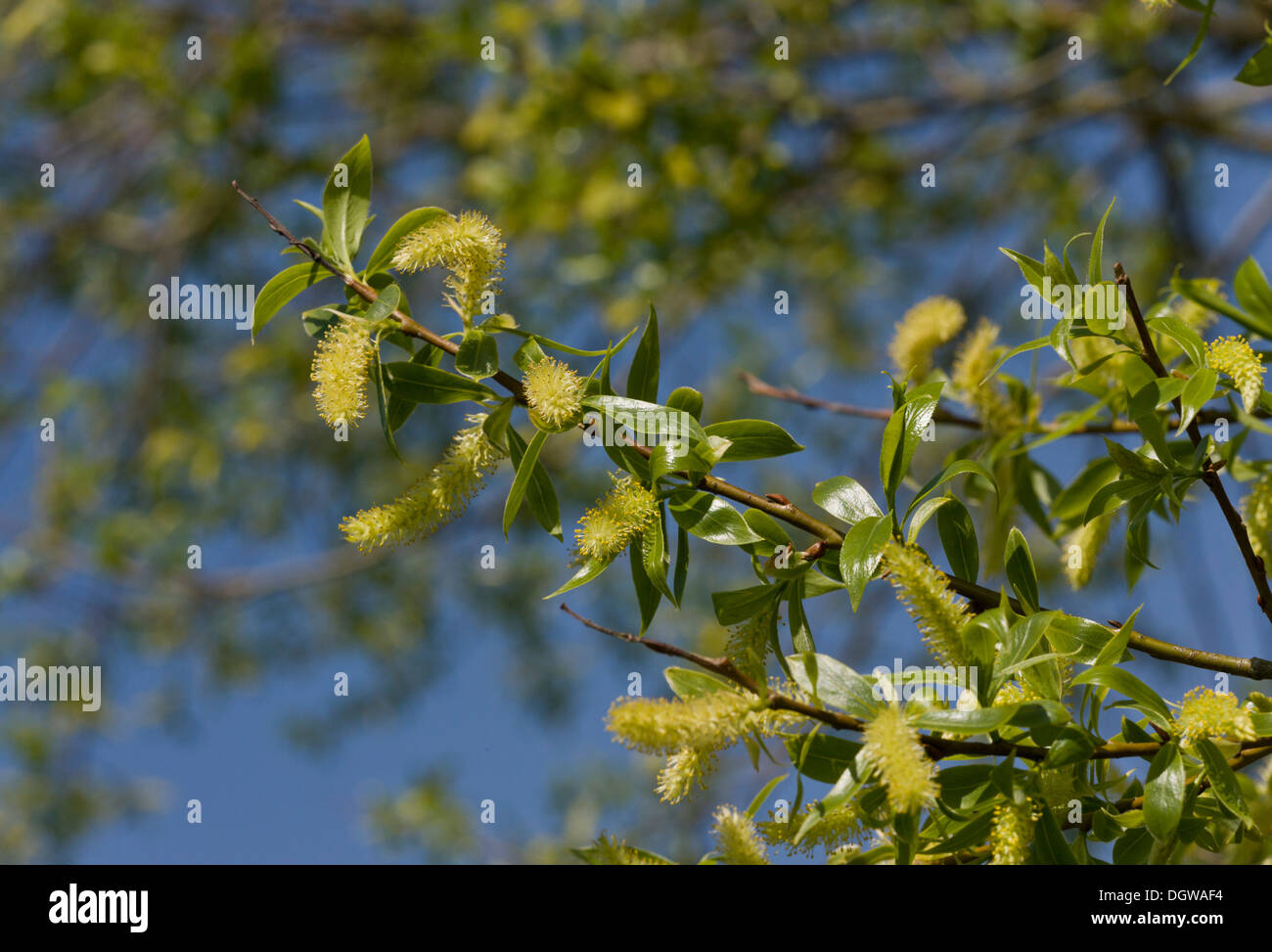 Crack willow salix fragilis hi-res stock photography and images - Alamy