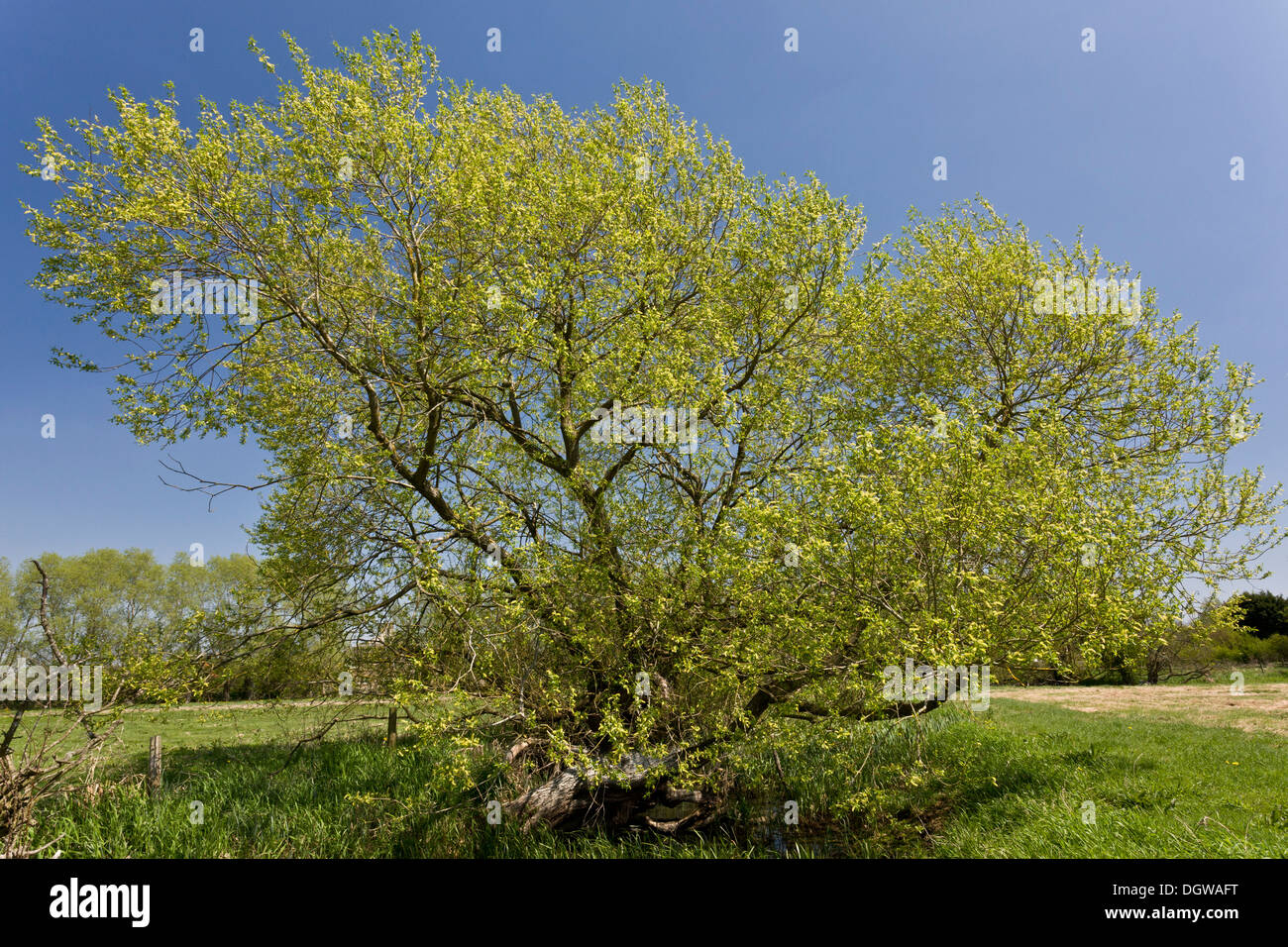 Crack willow salix fragilis hi-res stock photography and images - Alamy