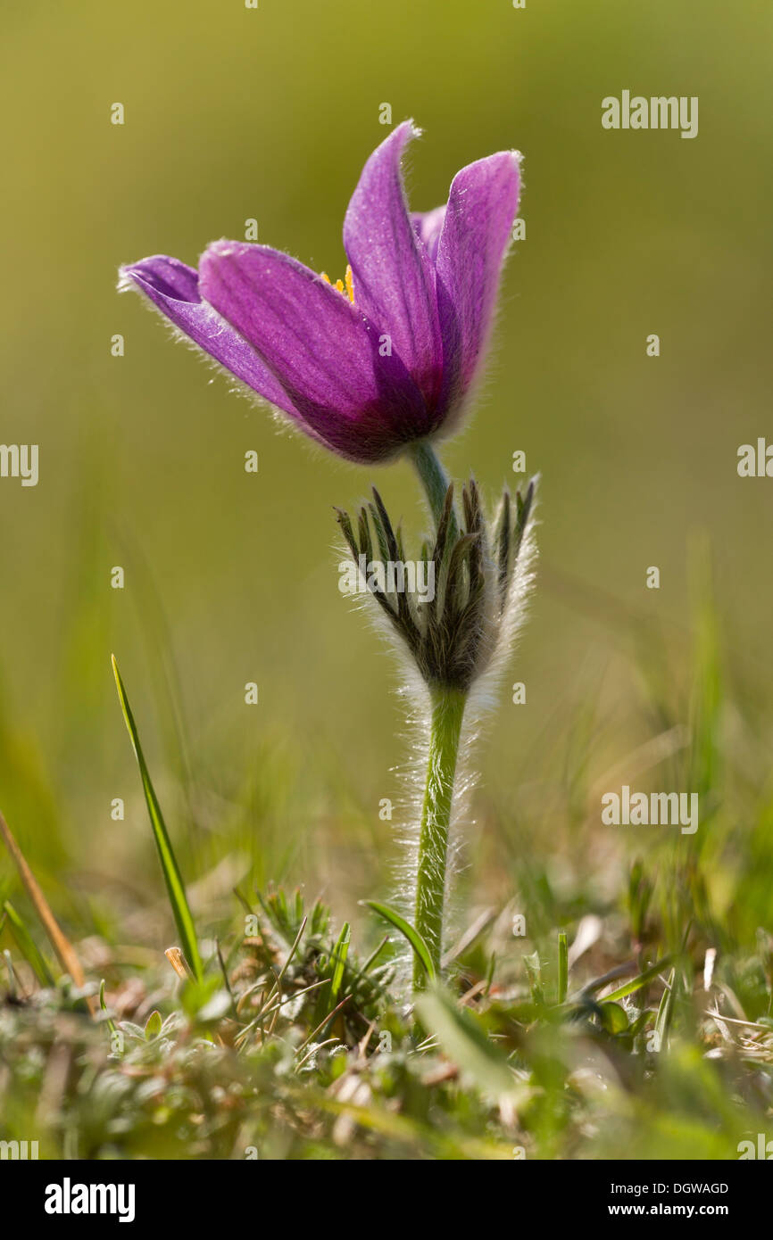 Pasqueflower / Pasque-flower, Pulsatilla vulgaris in old limestone ...