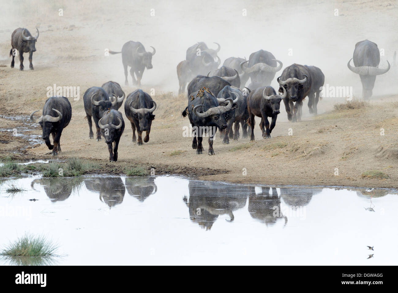 Buffalo migration hi-res stock photography and images - Alamy